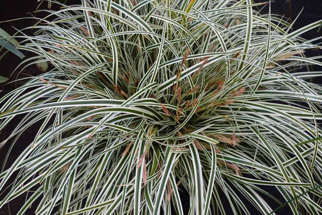 How to Grow Sedge Plants at Home | Gardener’s Path