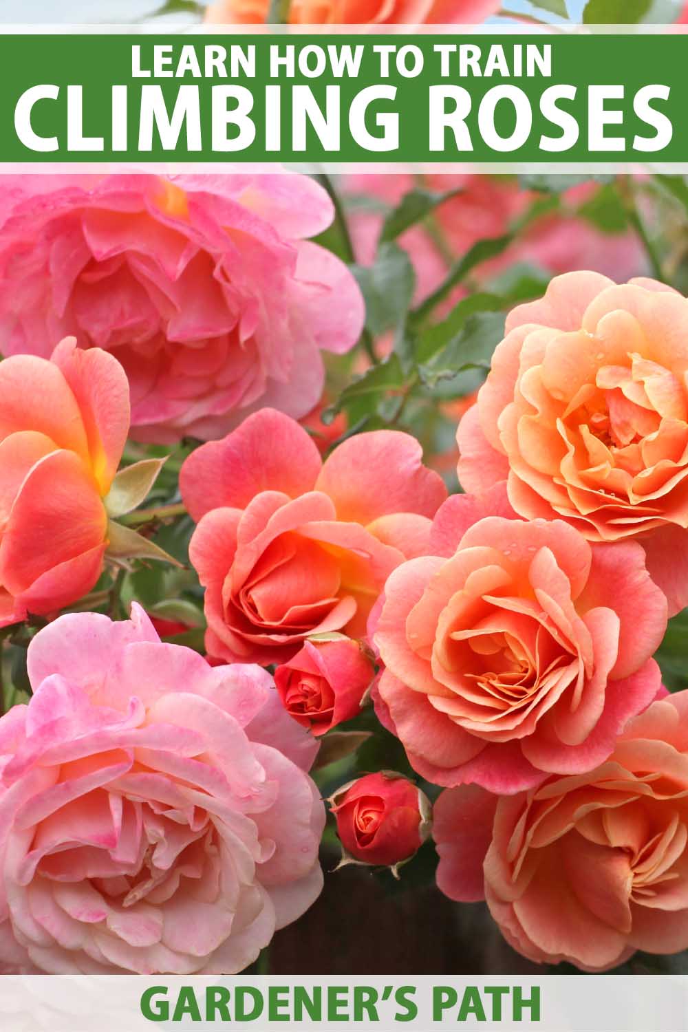 Learn About Training and Tying Climbing Roses | Gardener’s Path
