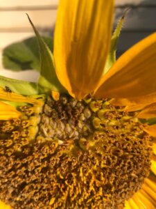 How to Identify and Control Common Sunflower Pests