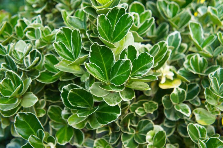 11 Types of Euonymus: Choosing the Best Plants for Your Garden