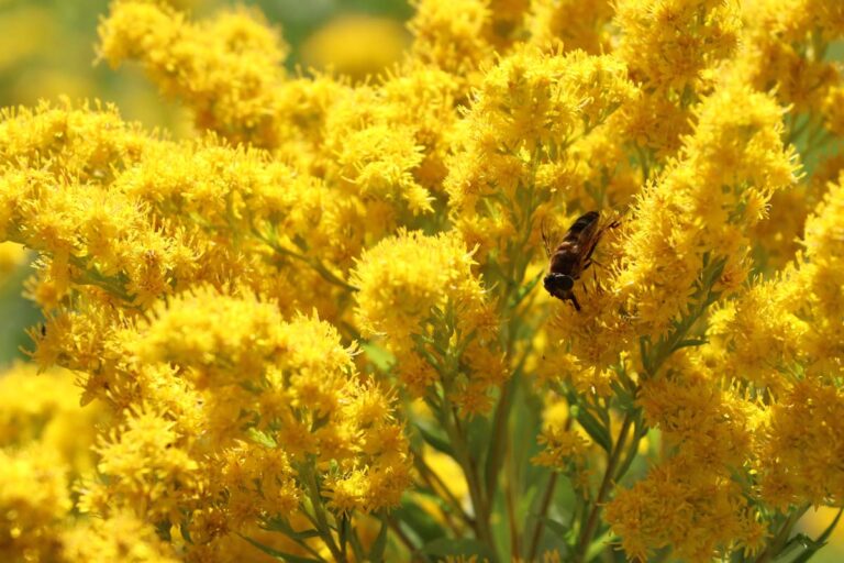 9 Different Types of Goldenrods to Grow in the Landscape