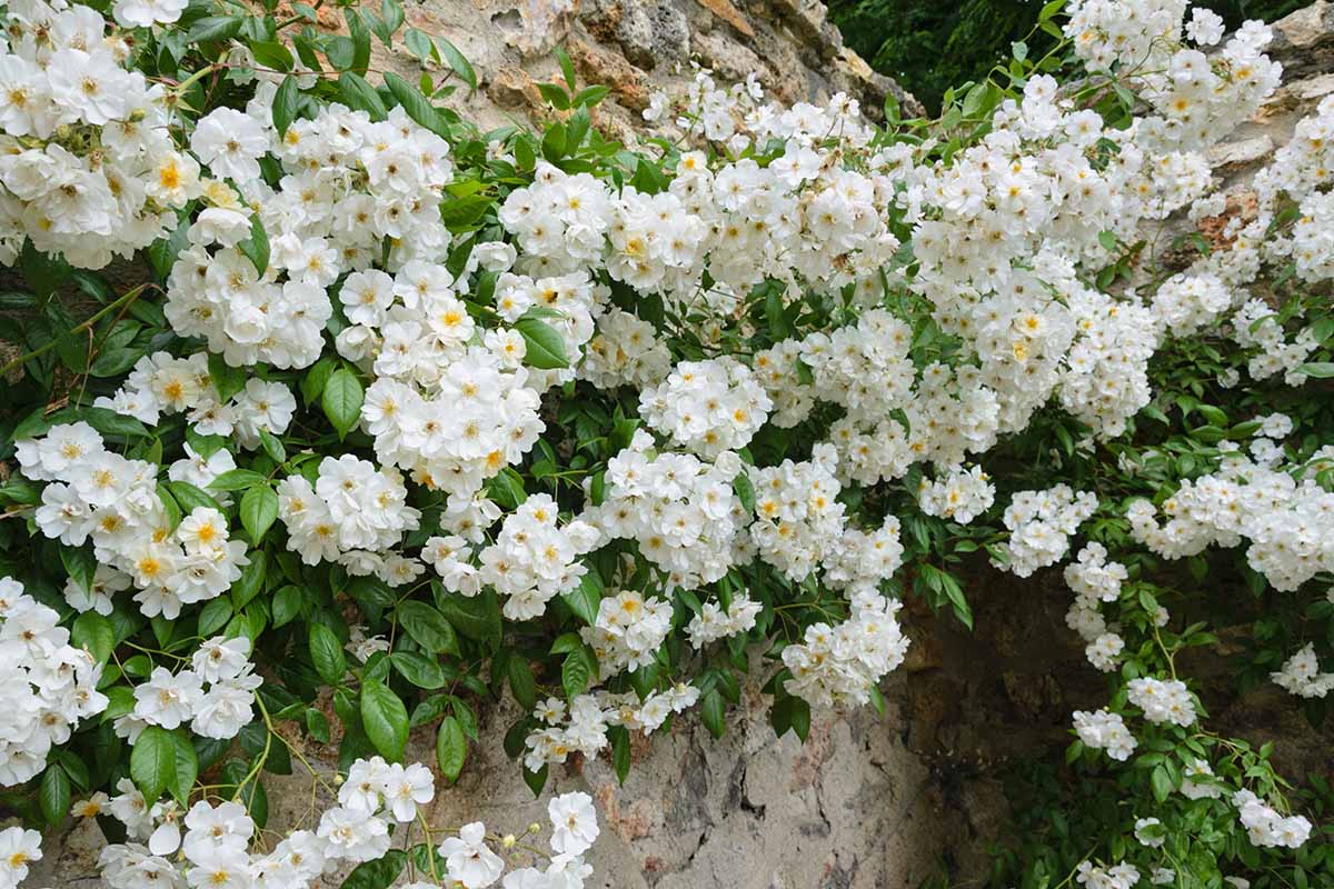 29 Roses with Few or No Thorns for Your Garden | Gardener’s Path
