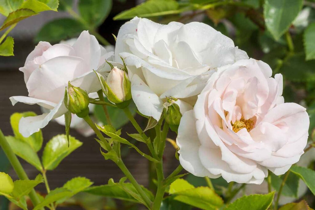 29 Roses with Few or No Thorns for Your Garden | Gardener’s Path