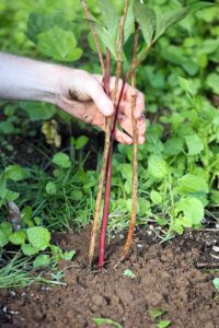 How to Propagate Peonies from Seed and by Division | Gardener’s Path
