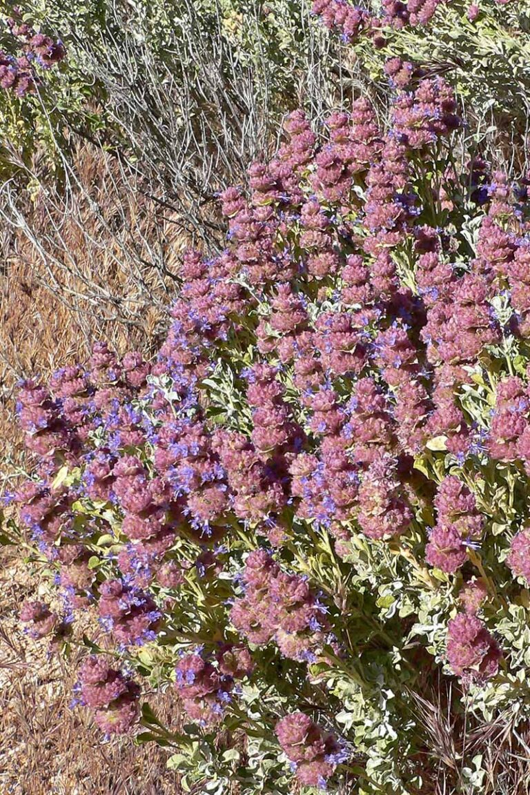 How to Plant and Grow Purple Sage | Gardener’s Path