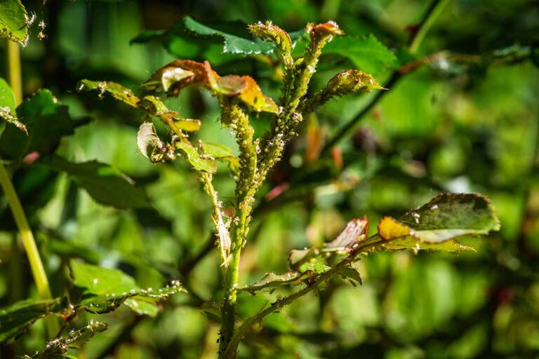 7 Common Reasons Why Roses Drop Their Leaves | Gardener’s Path