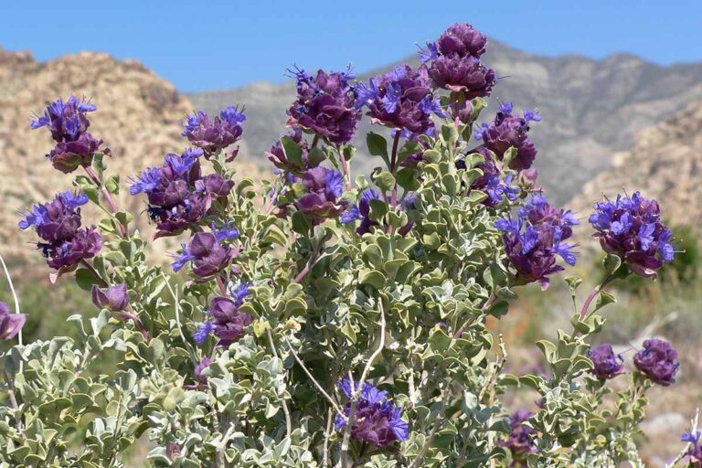 How to Plant and Grow Purple Sage | Gardener’s Path