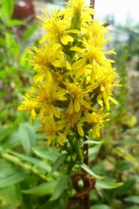9 Different Types of Goldenrods to Grow in the Landscape