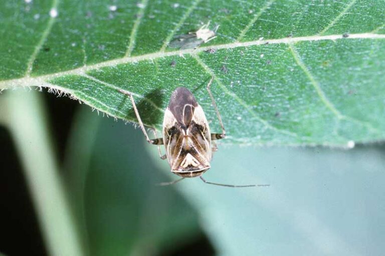 How to Identify and Manage 9 Common Gladiolus Pests | Gardener’s Path