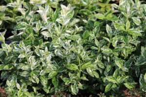 How to Grow and Care for Euonymus Shrubs | Gardener’s Path