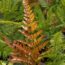 How to Grow Autumn Ferns | Gardener’s Path