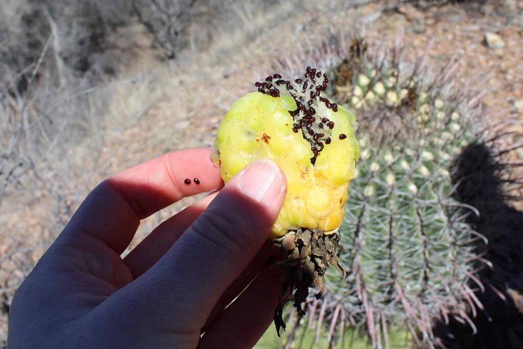 Learn How to Propagate Cacti | Gardener’s Path