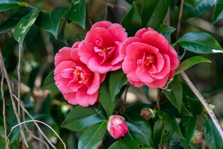 69 Incredible Edible Flowers and How to Use Them