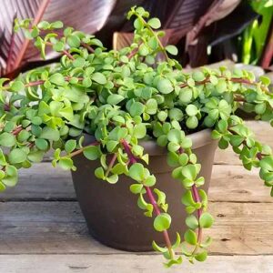How to Grow and Care for Elephant Bush Indoors | Gardener's Path
