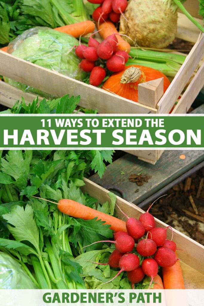 11 Easy Ways to Extend the Harvest Season | Gardener's Path