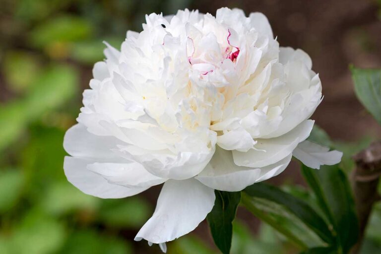 13 of the Best White Peony Varieties to Grow at Home | Gardener’s Path