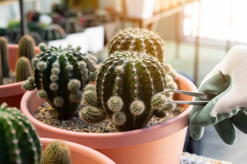 Learn How to Propagate Cacti | Gardener’s Path