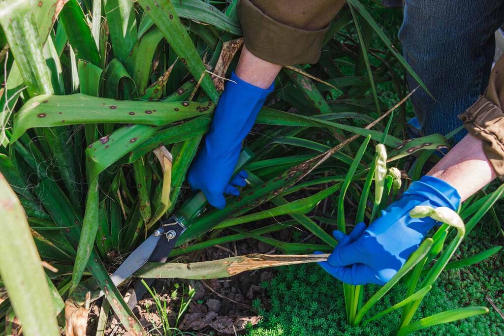 How to Grow and Care for Yucca | Gardener’s Path