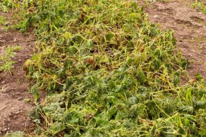 Tips for Growing Green Beans in Fall | Gardener's Path