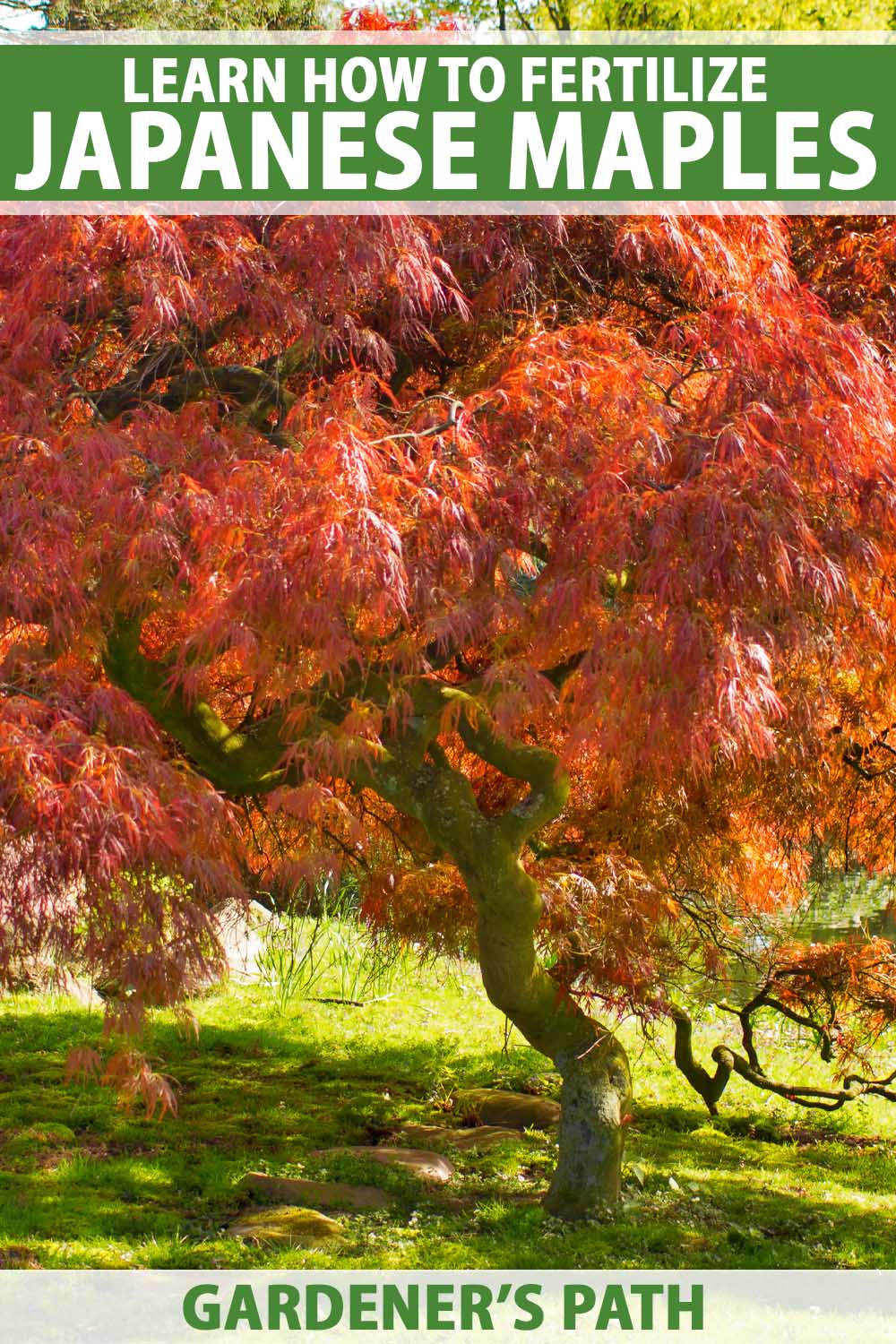 How and When to Fertilize Japanese Maple Trees