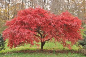 How and When to Fertilize Japanese Maple Trees