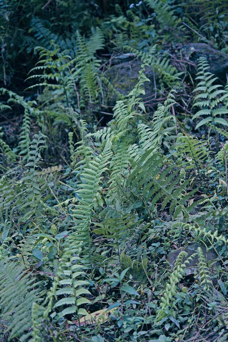 How to Grow Autumn Ferns | Gardener’s Path