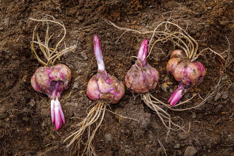 How to Overwinter Lilies | Gardener’s Path