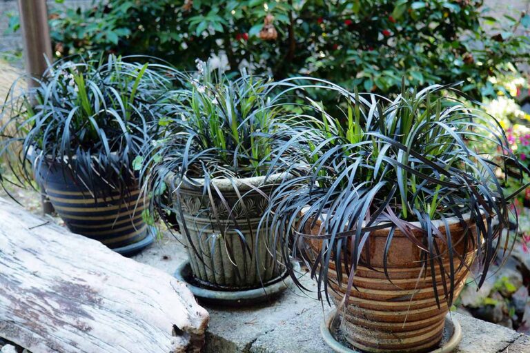Tips for Growing Ornamental Grass in Containers