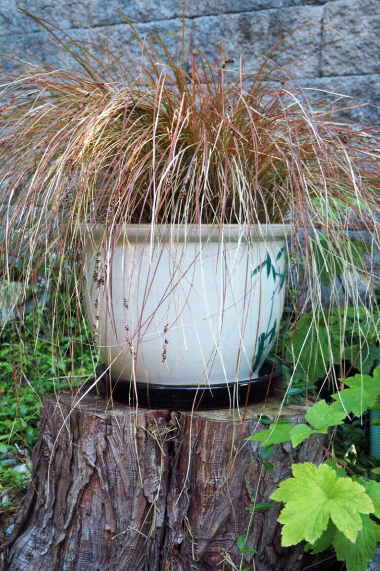 Tips for Growing Ornamental Grass in Containers