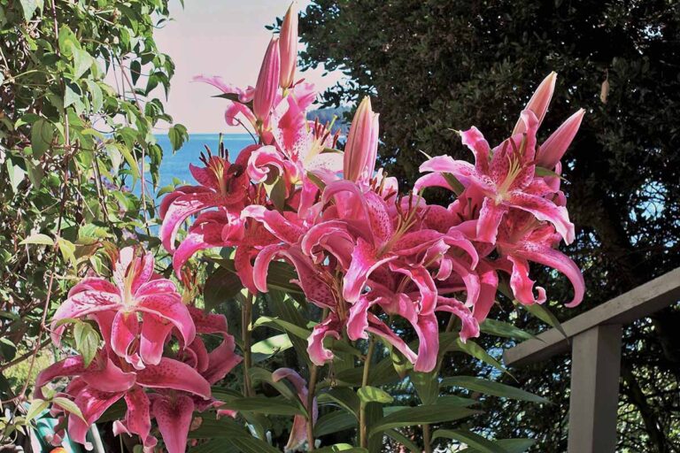 19 of the Best Fragrant Flowers and Shrubs to Grow in the Garden