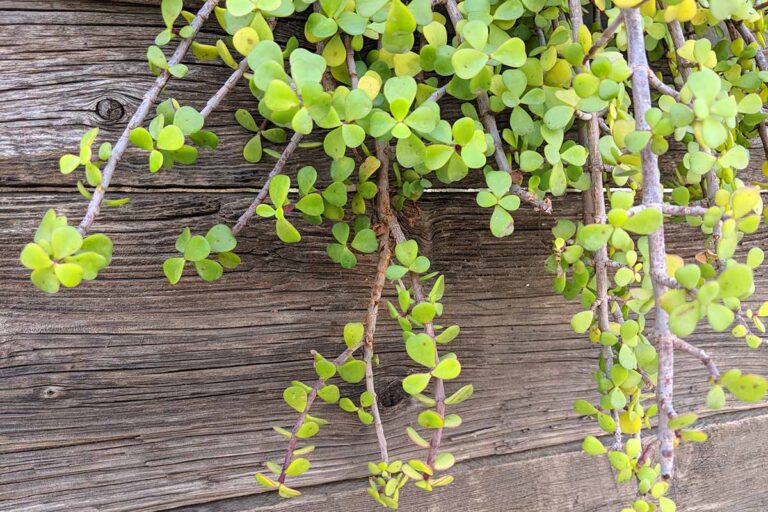 How to Grow and Care for Elephant Bush Indoors | Gardener's Path