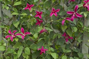 17 of the Best Fall-Blooming Clematis Varieties | Gardener’s Path
