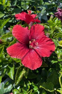 69 Incredible Edible Flowers and How to Use Them