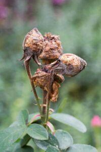 9 Common Reasons for Deformed Rose Flowers (And How to Fix Them)