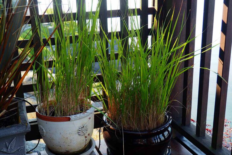Tips for Growing Ornamental Grass in Containers