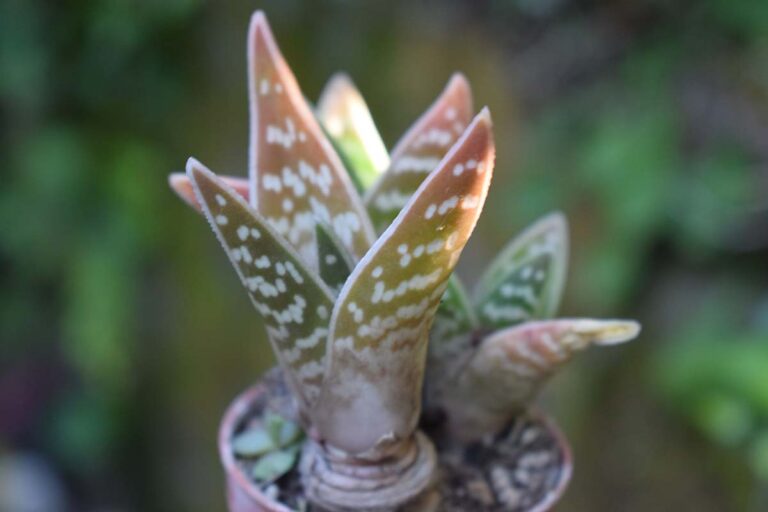How to Grow and Care for Variegated Tiger Aloe | Gardener’s Path