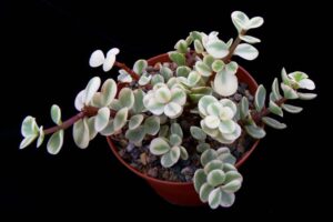 11 of the Best Types of Elephant Bush to Grow at Home
