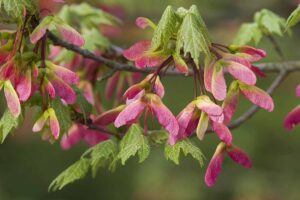 How to Grow and Care for Red Maple Trees | Gardener’s Path