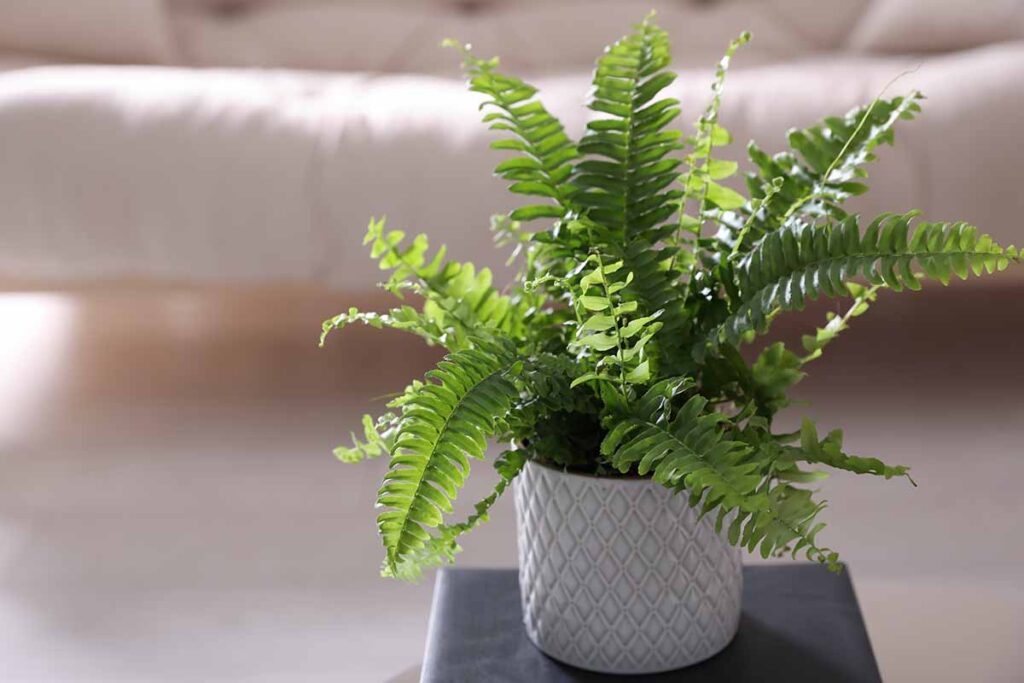 How to Care for Boston Ferns in Winter | Gardener’s Path