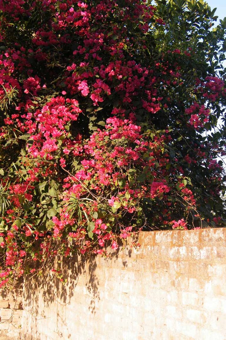 27 of the Best Xerophytes to Plant in a Water-Wise Garden