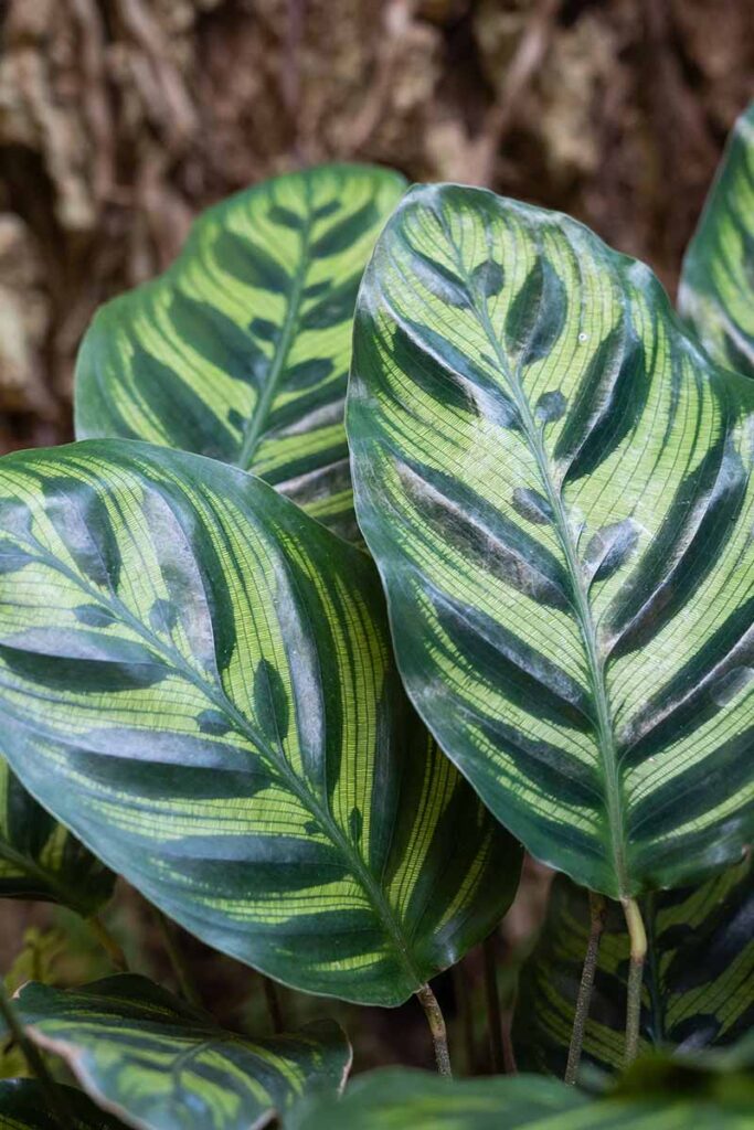 How to Grow and Care for Calathea Peacock Plants | Gardener’s Path