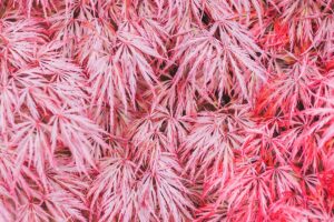 How to Grow and Care for Weeping Japanese Maples