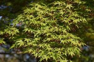 How to Grow and Care for Coral Bark Japanese Maple Trees