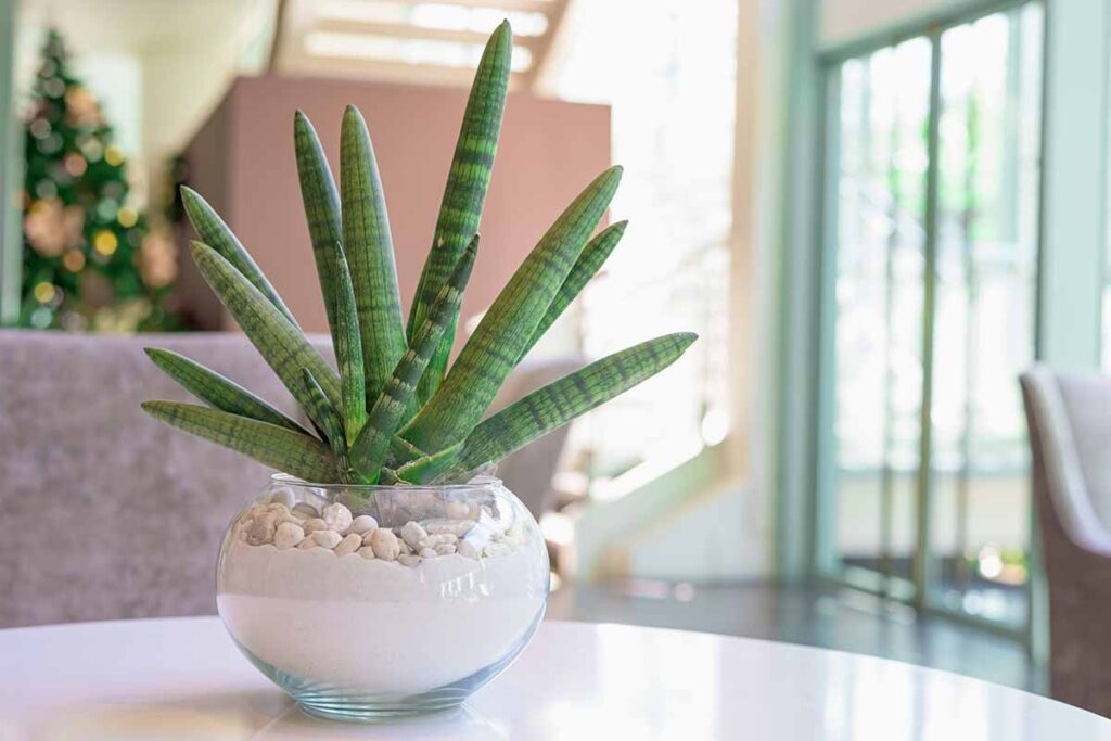 21 Different Varieties of Snake Plants to Grow Indoors | Gardener’s Path