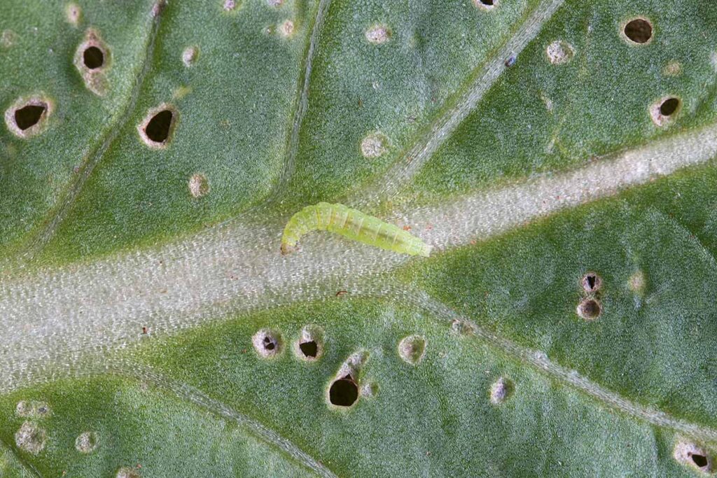 How to Identify and Manage Common Bok Choy Pests | Gardener’s Path