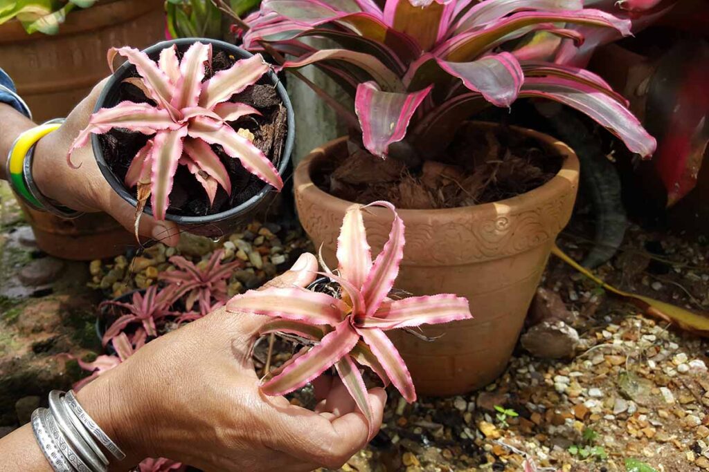 How to Grow and Care for Bromeliads Indoors | Gardener’s Path