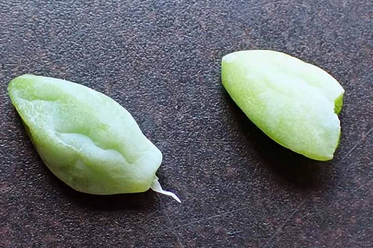 How to Grow and Care for Donkey’s Tail Succulents | Gardener’s Path