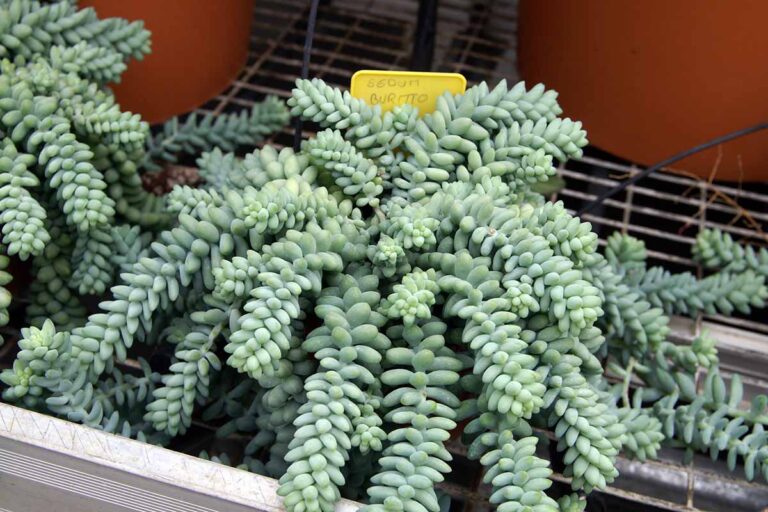 How to Grow and Care for Donkey’s Tail Succulents | Gardener’s Path