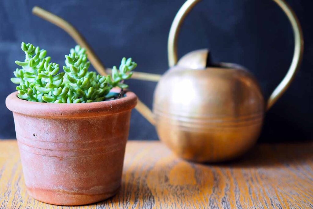 How to Grow and Care for Donkey’s Tail Succulents | Gardener’s Path