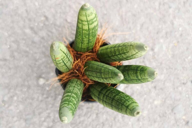What Are the Different Types of Snake Plants? | Gardener’s Path